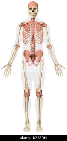 La formation des cellules sanguines (globules rouges de la moelle ...