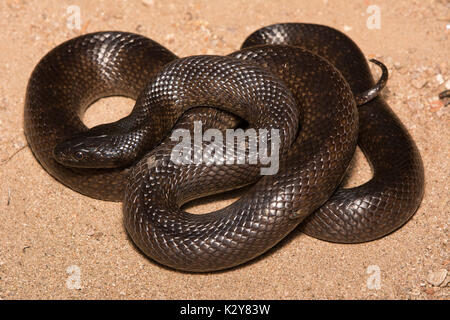 La couleuvre royale noire mexicaine (Lampropeltis getula nigrita) fait partie de la plus grande ...