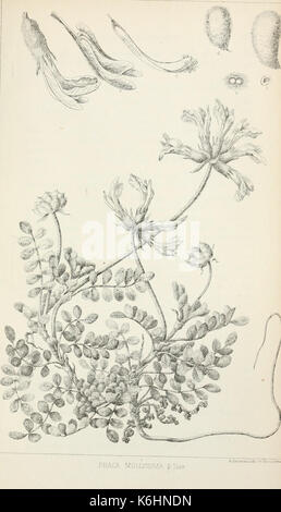 . Contributions botaniques relatives à la flore de l'ouest de l ...