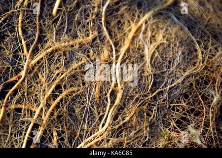 Cerveau ou système racinaire avec algues, réseau racinaire, masse ...