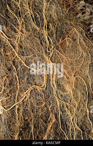 Cerveau ou système racinaire avec algues, réseau racinaire, masse ...