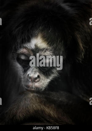 Gros plan d'un singe araignée (Ateles geoffroyi) accroché au visage ...