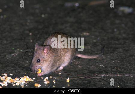 Rat surmulot Rattus norvegicus manger poulets oeuf dans ferme avicole ...