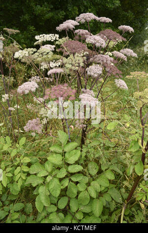 Close-up de l'Angélique Sauvage (Angelica sylvestris) avec un scarabée ...