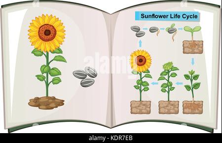 Schéma de l'illustration du cycle de vie du tournesol Image Vectorielle ...