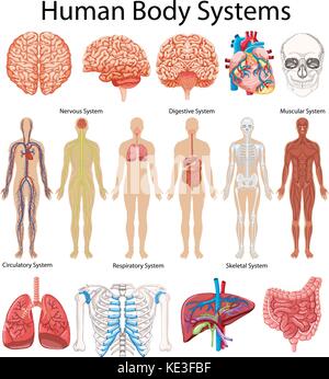 Schéma de l'anatomie du corps humain illustration Image Vectorielle ...