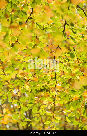 Couleurs d'automne dans une forêt de hêtres sud-suédoise dans la ...