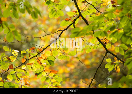 Couleurs d'automne dans une forêt de hêtres sud-suédoise dans la ...