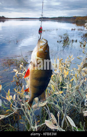 Bonne pêche spining sur les rivières du nord. grosse perchaude poisson ...
