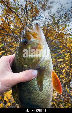 Bonne pêche spining sur les rivières du nord. grosse perchaude poisson ...
