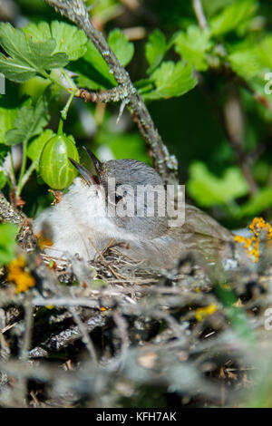 Sylvia curruca. les oeufs de la fauvette grisette moindre in front of white background, isolé ...