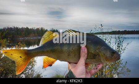 Bonne pêche spining sur les rivières du nord. grosse perchaude poisson ...