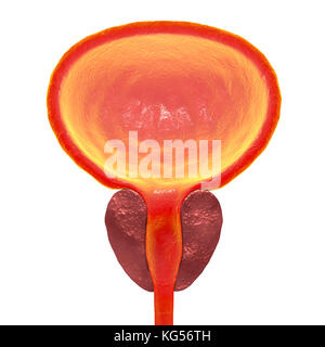 L'anatomie de la prostate chez l'homme Photo Stock - Alamy