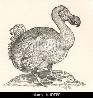 Willem Piso's illustration du dodo, de Gulielmi Pisonis Medici ...