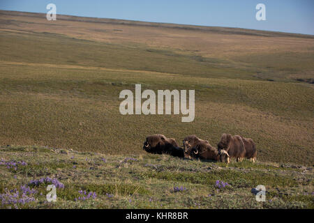 Le boeuf musqué (Ovibos moschatus) groupe dans les montagnes enneigées ...
