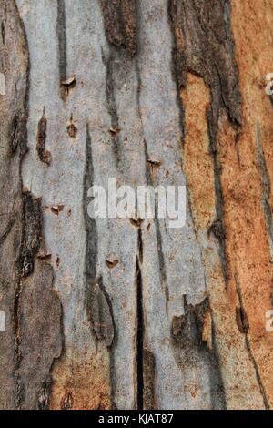 La section à travers le tronc d'un bois dur, Quercus robur, le chêne ...
