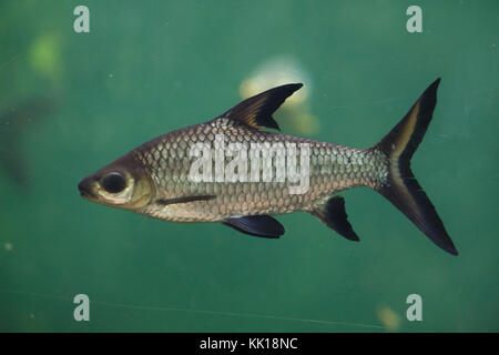 Un requin de Bala (Balantiocheilos melanopterus - un poisson de la ...