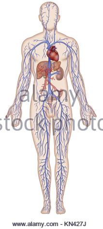 Membre supérieur, la circulation du sang Banque D'Images, Photo Stock ...