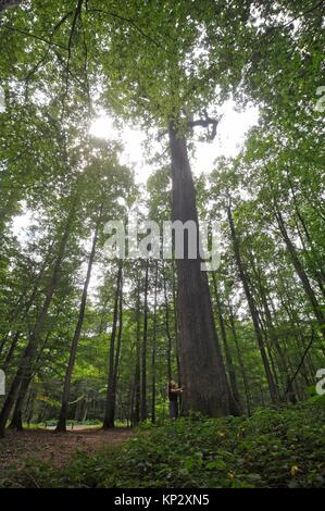 Forêt de Troncais. Chêne remarquable nommé Chene carré. Chêne dont la ...