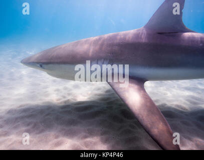 Le requin (Carcharhinus obscurus) une espèce de requin requiem, dans la ...