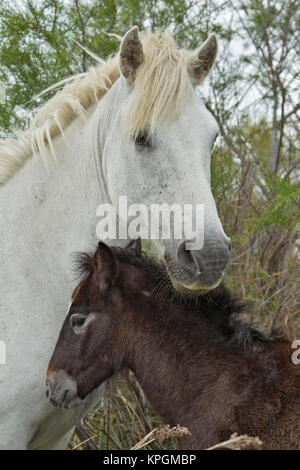 Poulain cheval de Camargue, dans le sud de la France Photo Stock - Alamy
