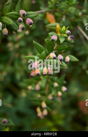 Les feuilles du Myrtus communis, la myrte commune ou la véritable myrte ...