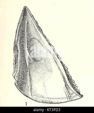 Balanus rostratus apertus est une espèce de bernacle, documentée pour ...