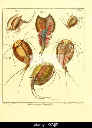 Cette illustration tirée de Abhandlungen von Insecten (traités sur les ...