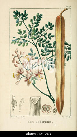 Flore pittoresque et médicale des Antilles, Paris, Pichard, 1821-1829 ...