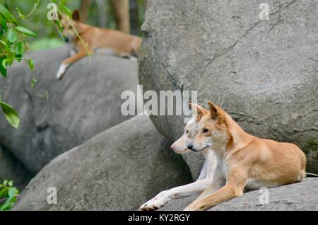 Dingo australien indigène - chien Canis lupus familiaris /- sur la ...