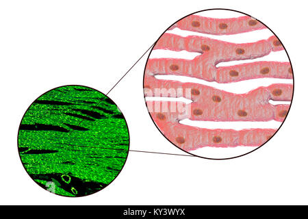 La structure du muscle cardiaque, l'illustration de l'ordinateur et la ...
