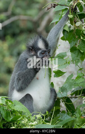 Thomas' écureuil (thomasi), également connu sous le nom de la feuille ...