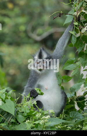 Thomas' écureuil (thomasi), également connu sous le nom de la feuille ...