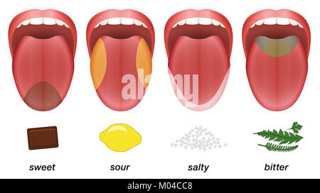 Papilles de la langue humaine - sucré, salé, acide, amer, umami ...