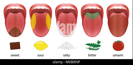 Papilles de la langue humaine - sucré, salé, acide, amer, umami ...