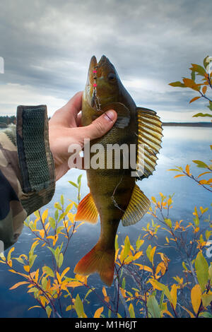 Bonne pêche spining sur les rivières du nord. grosse perchaude poisson ...