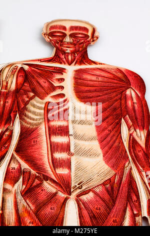 Illustration de l'anatomie des pièces du corps humain vue éclatée mise ...
