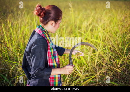 Femme agriculteur en utilisant faucille pour la récolte du riz en ...