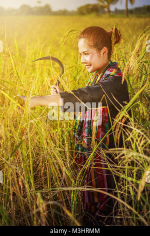 Femme agriculteur en utilisant faucille pour la récolte du riz en ...