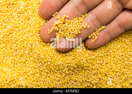 Panicum miliaceum ou millet proso, millet de maïs-grillé, millet de ...