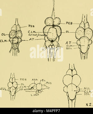 . Cerveau et corps de poisson ; une étude de modèle du cerveau par ...