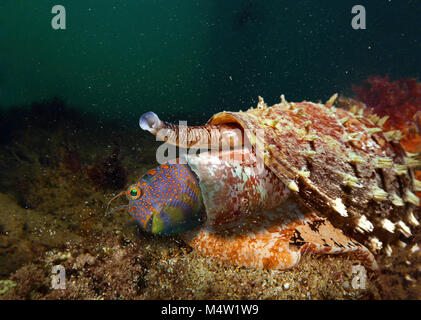Cône géographie Shell (Conus geographus, adultes) sur le sable noir de ...
