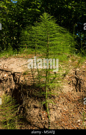 Grande Prêle (Equisetum telmateia). Les prêles sont une famille de ...