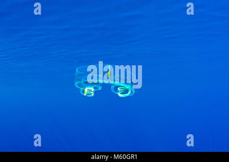 Un animal transparent comb jelly, ceinture de Vénus, sous l'eau dans la ...