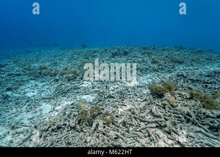 Récif de corail mort, causée par le blanchiment du corail ...
