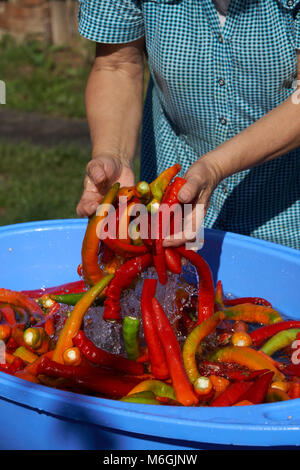 Une femme rince les piments dans de l'eau claire et éclabout les ...