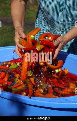 Une femme rince les piments dans de l'eau claire et éclabout les ...