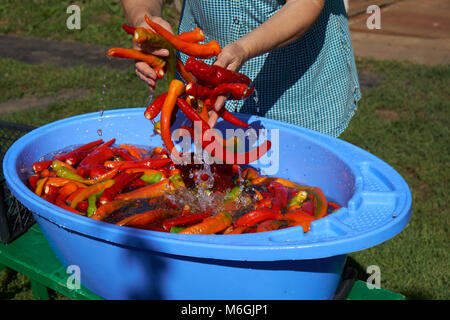 Une femme rince les piments dans de l'eau claire et éclabout les ...