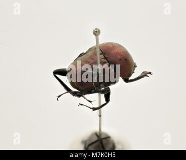 Image de Gymnopleurus ignitus, une espèce de coléoptère du bousier ...