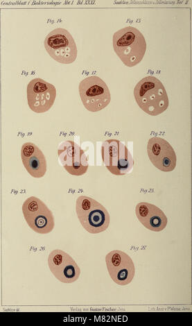 . Centralblatt fu ?r, Bakteriologie Parasitenkunde ...